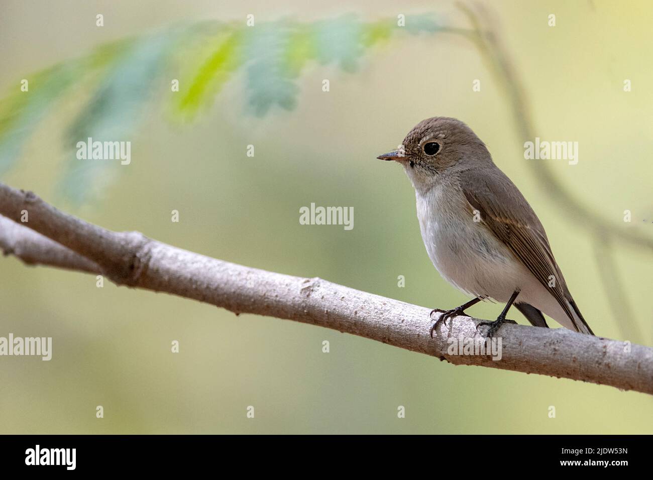 Ultramarine Flycatcher