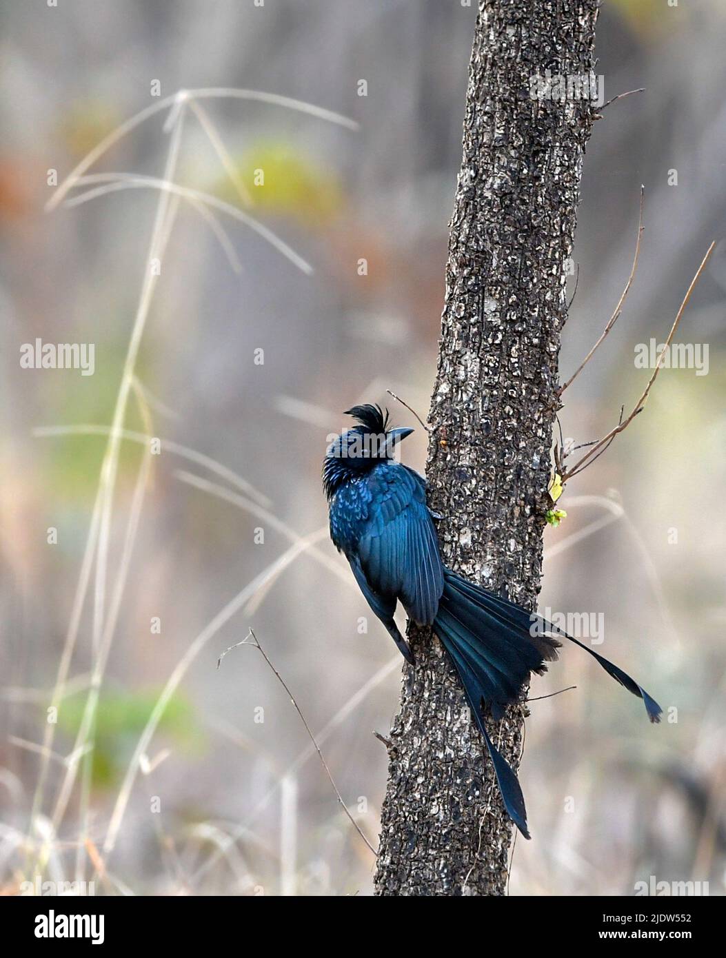 Racket tailed drongo hi-res stock photography and images - Alamy