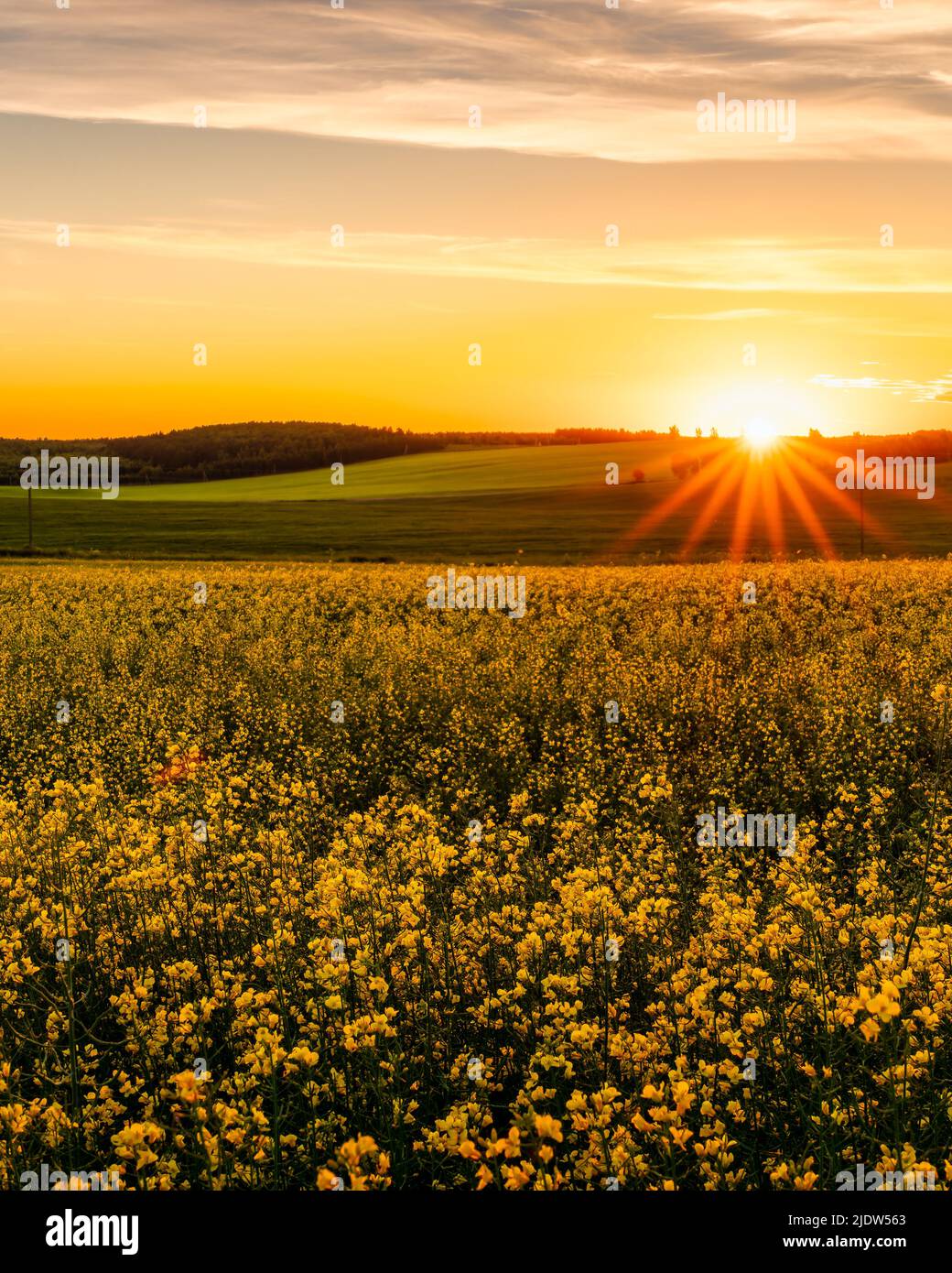 Agricultural flowering rapeseed field at sunset or sunrise. Rural ...