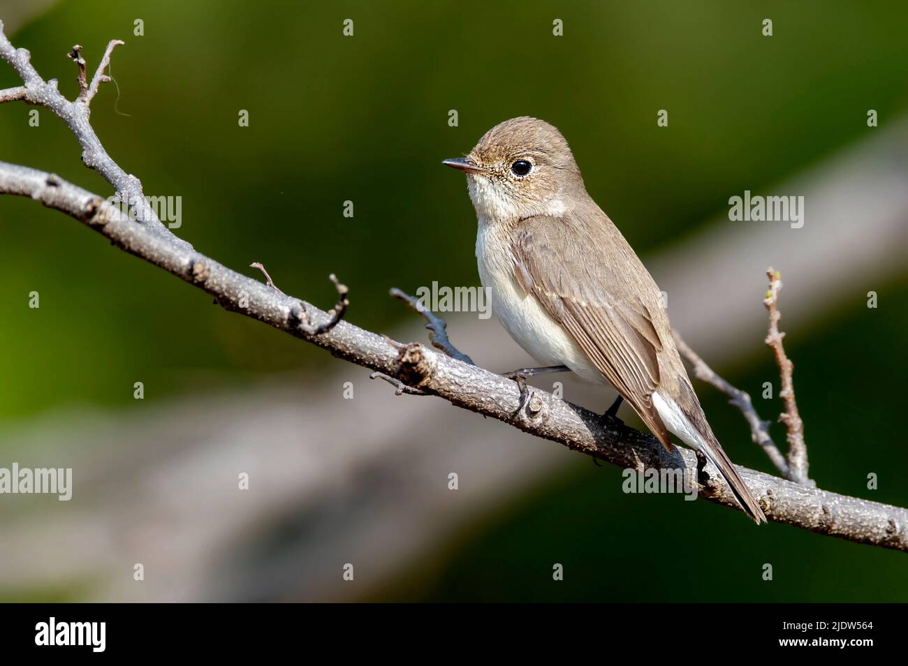 Female of the ultramarine flycatcher (Ficedula superciliaris) from Pench National Park, Madhya ...
