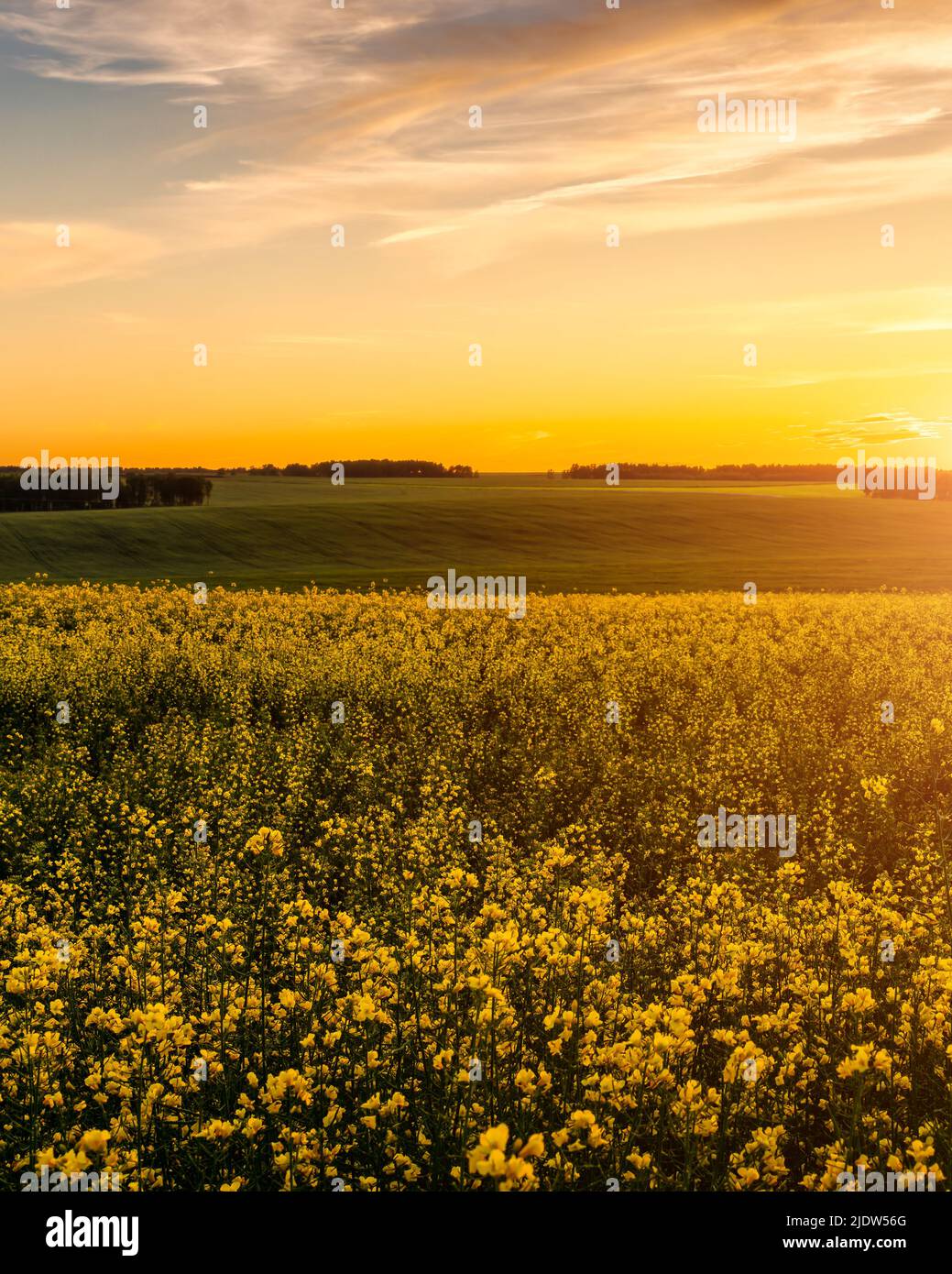 Agricultural flowering rapeseed field at sunset or sunrise. Rural ...