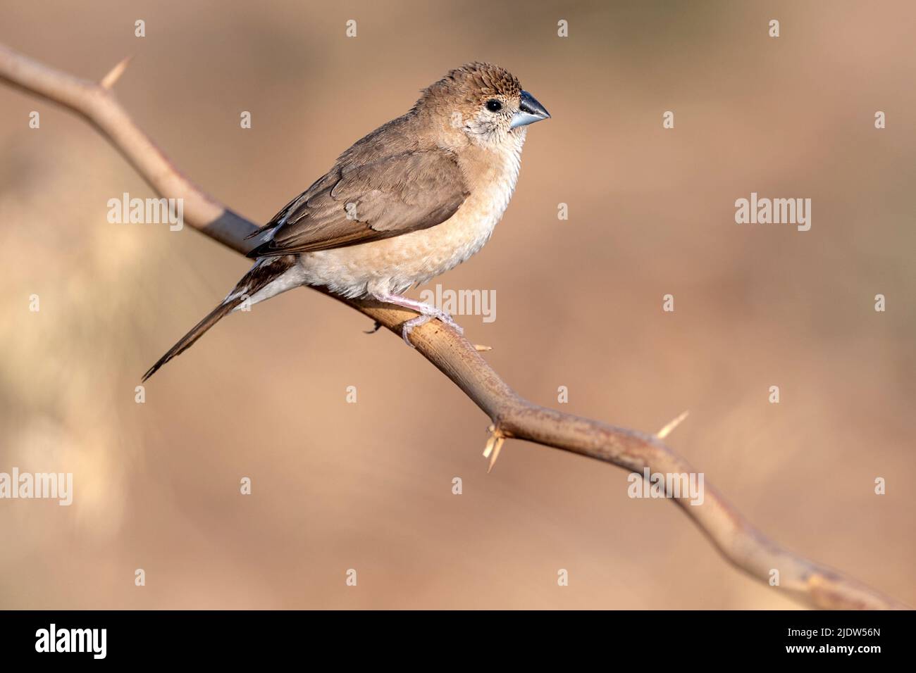 Indian silverbill (Euodice malabarica) from Jawai-area, Rajasthan ...