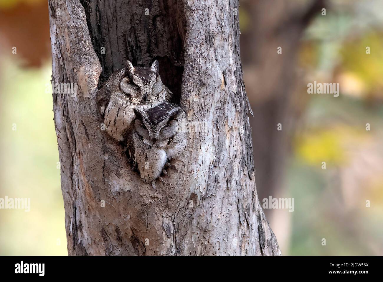 Pair of Indian scops owl (Otus bakkamoena) resting in a hollow tre ...