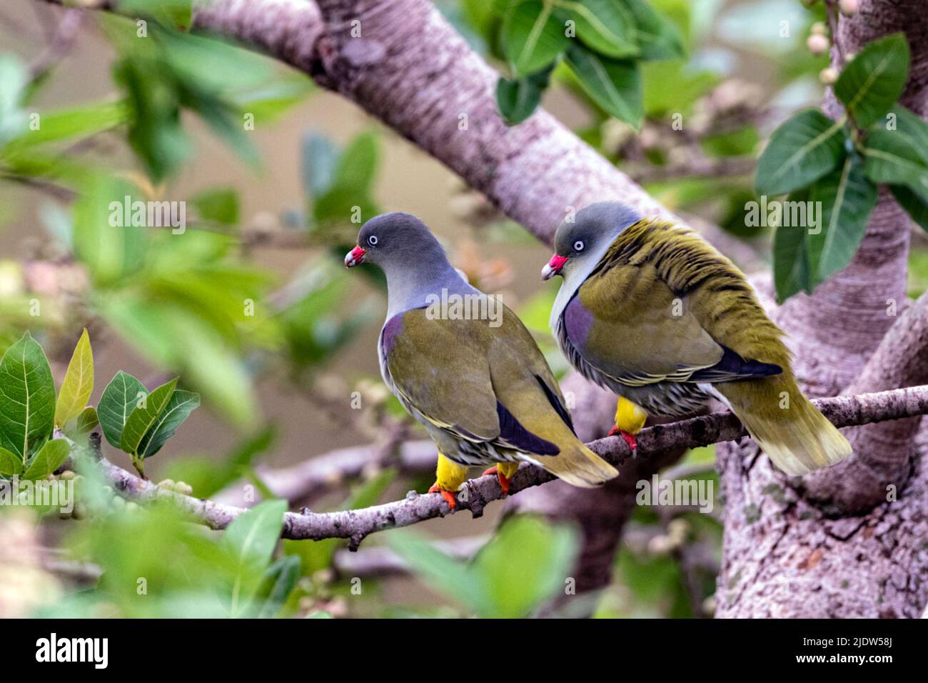 Pair of African green pigeon (Treron calvus) from Zimanga, South Africa ...