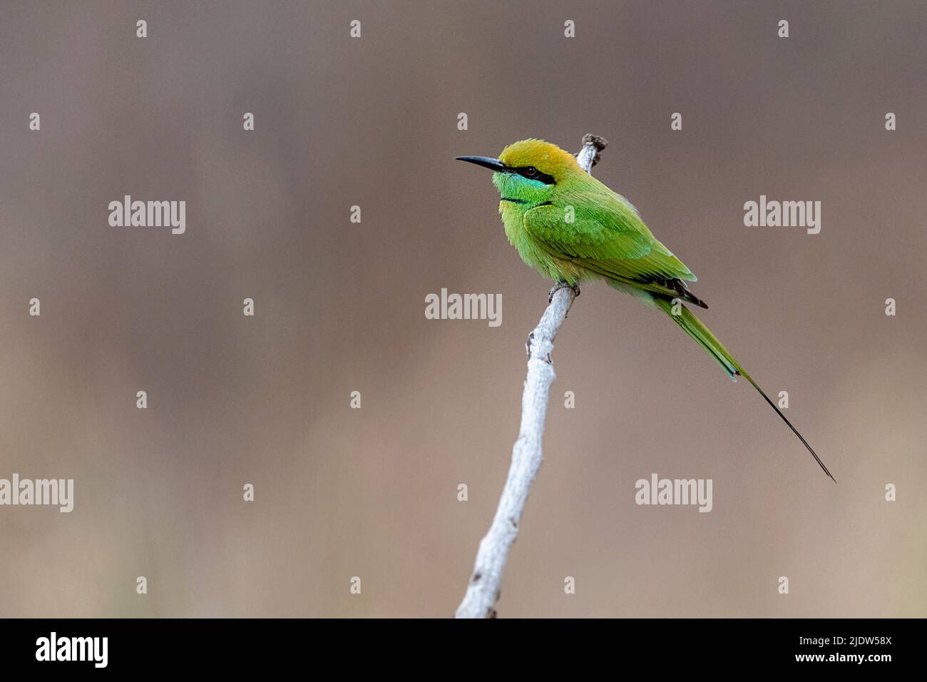 Green bee-eater (Merops orientalis) from Pench National Park, Madhya ...