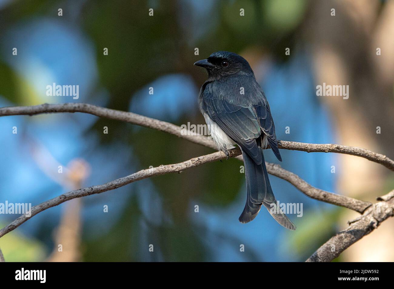 White-bellied drongo (Dicrurus caerulescens)) from Pench National Park ...