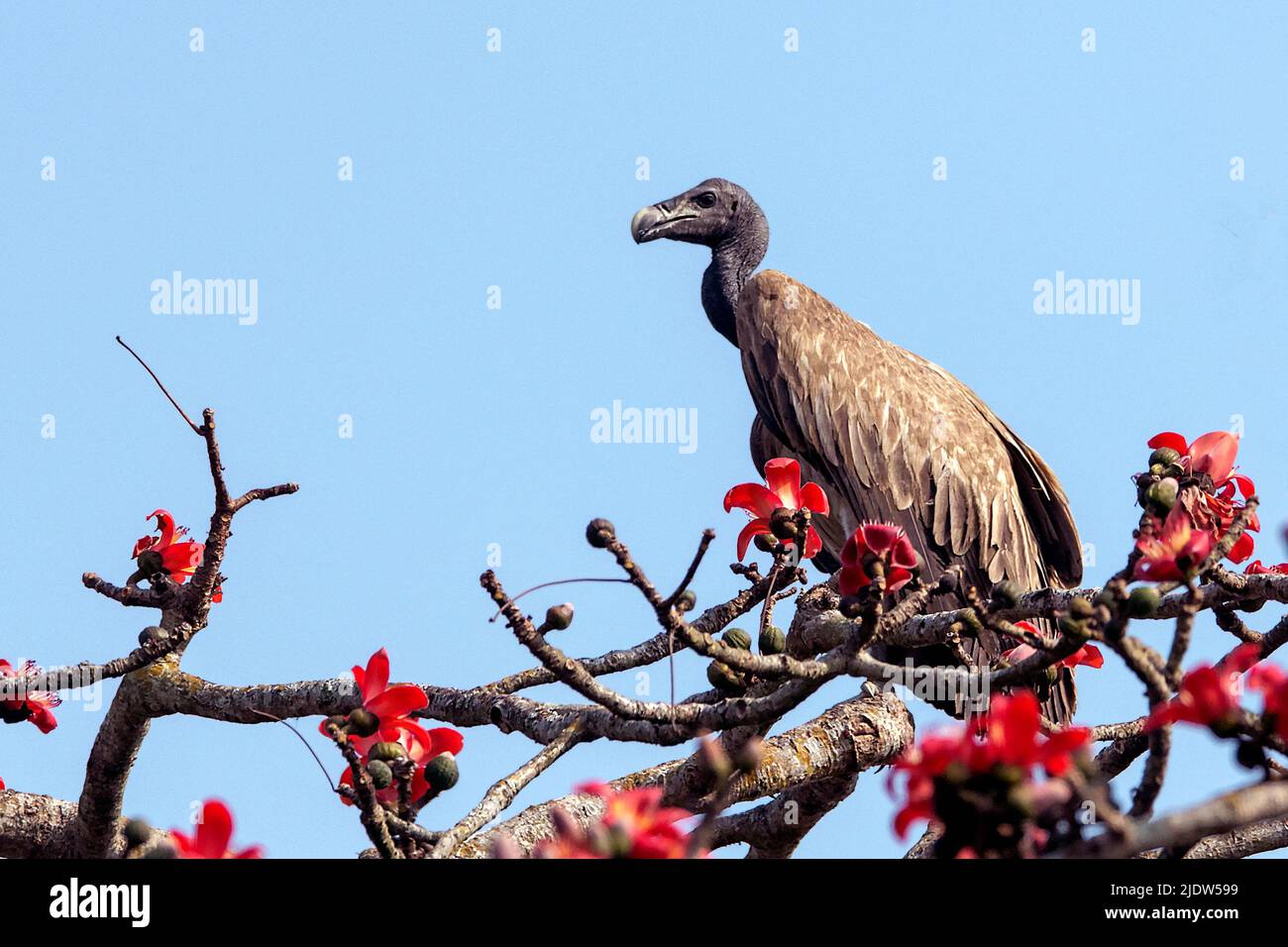 Slender-billed vulture (Gyps tenuirostris) from Kaziranga National Park ...