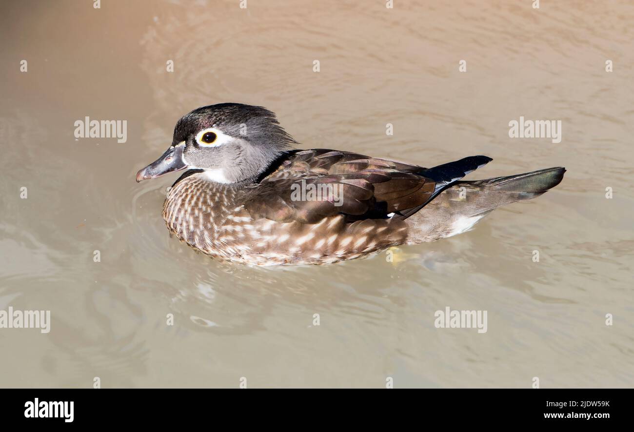 Female Mandarin Duck (Aix galericulata) from Wildlife World Zoo ...