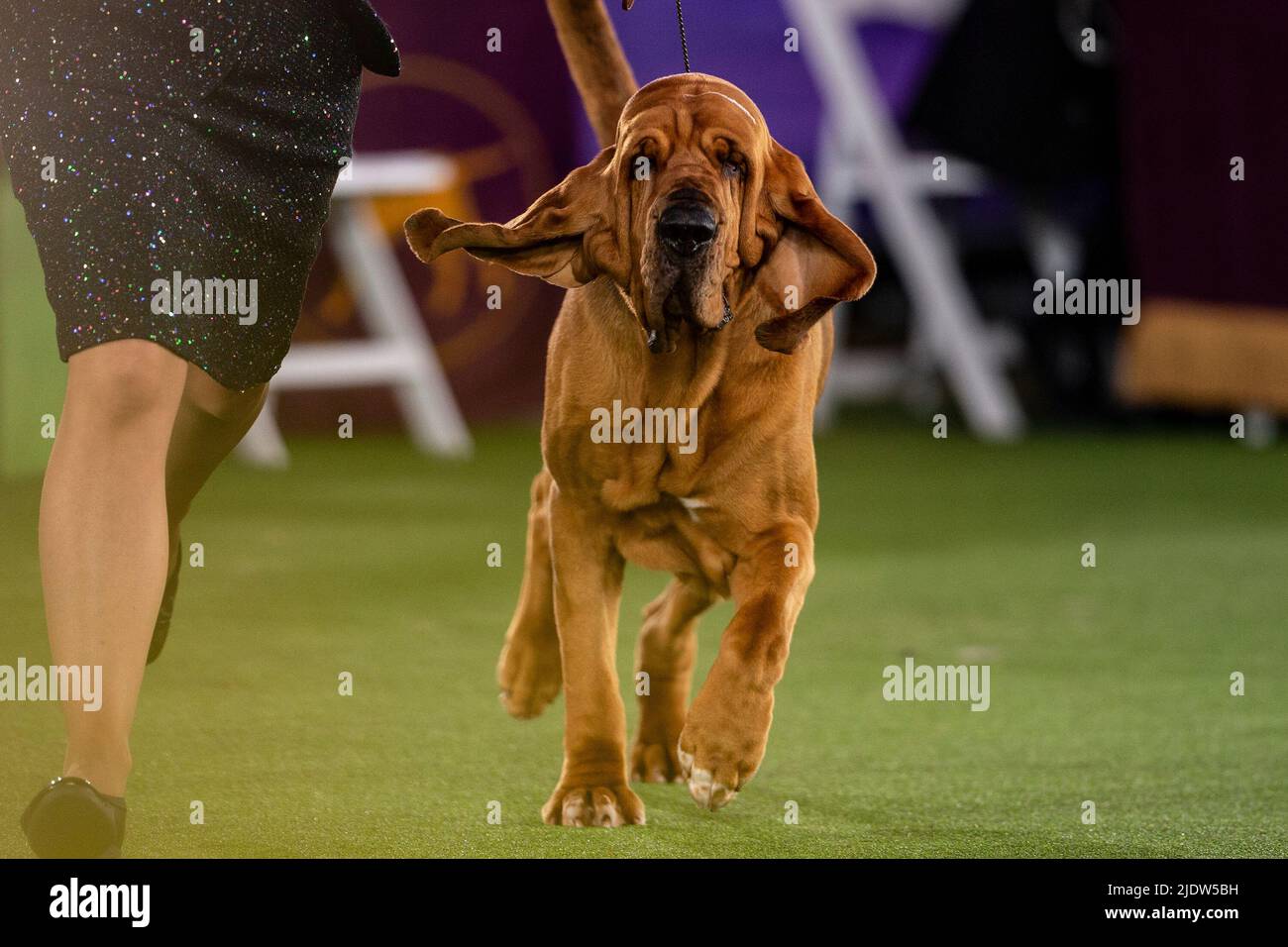 June 22, 2022, Tarrytown, New York, United States: Bloodhound named ...