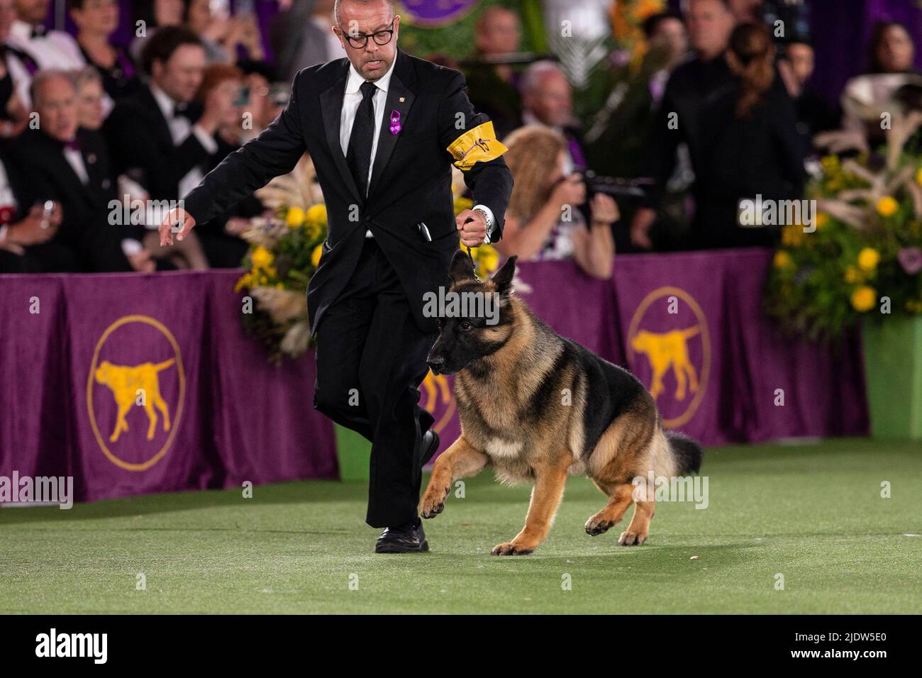June 22, 2022, Tarrytown, New York, United States: German Shephard ...