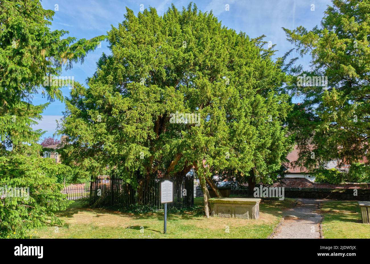 Large yew tree hi-res stock photography and images - Alamy