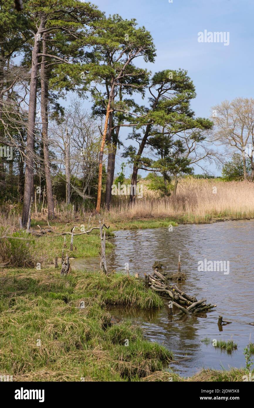 Loblolly pine pinus taeda hi-res stock photography and images - Alamy