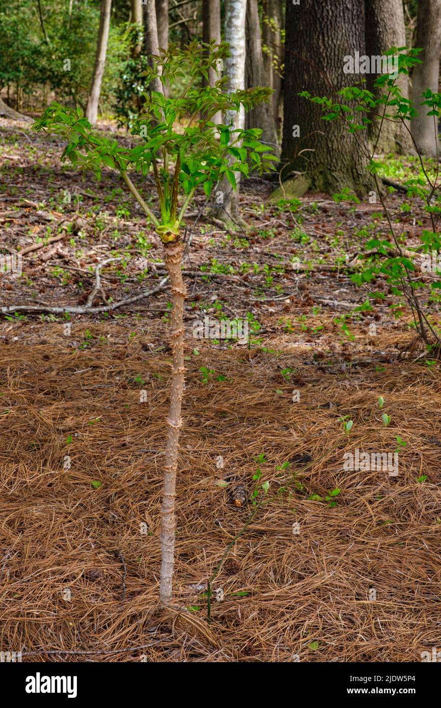 Devils Walking Stick Plant