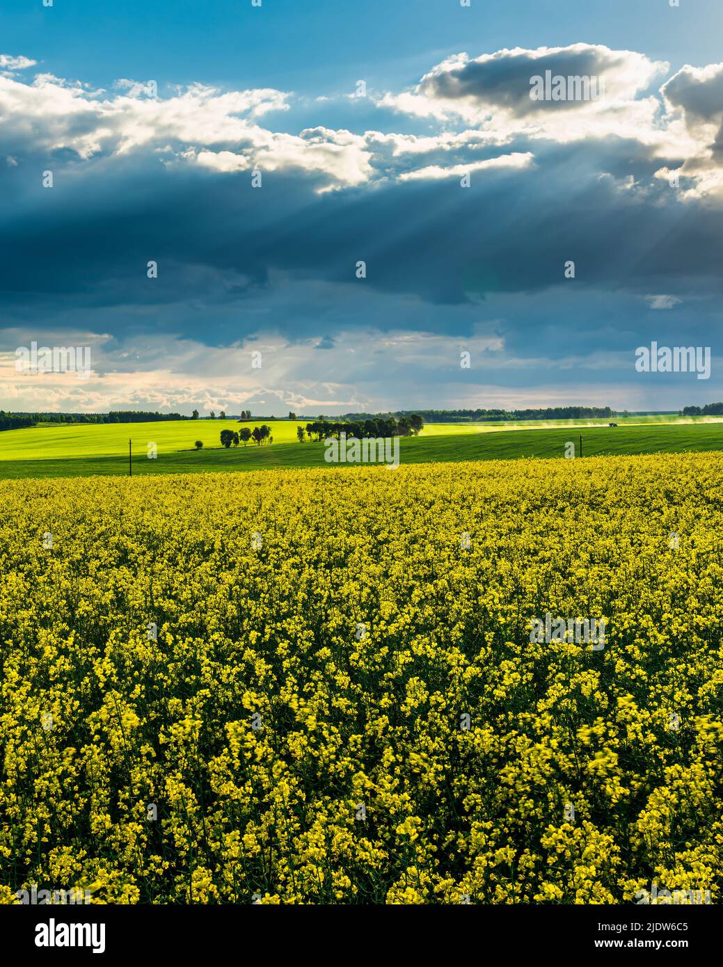Sunbeams breaking through the clouds in a rapeseed field. Rural ...
