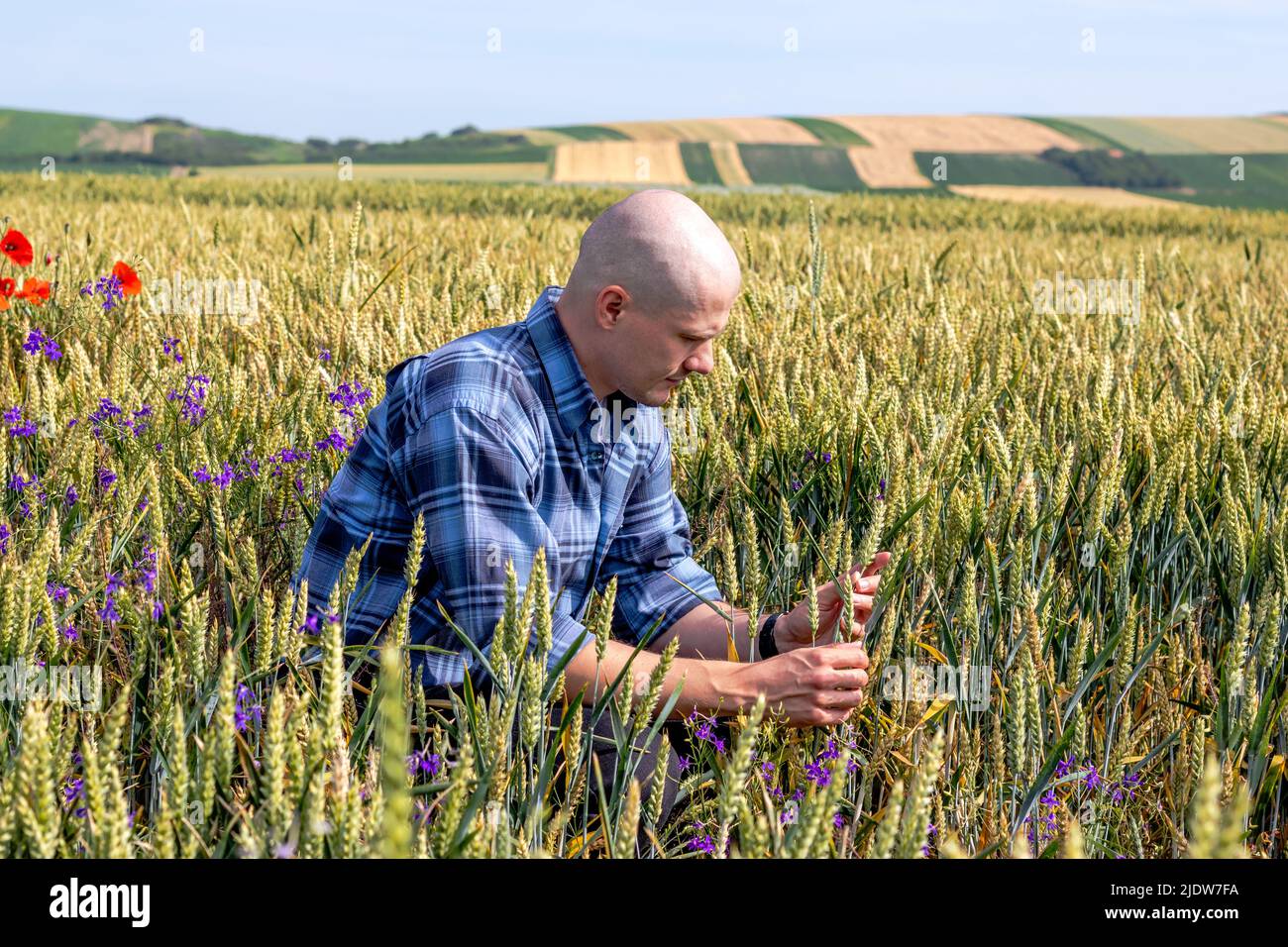Farmer crouching in the wheat field estimating the yield. Agronomist ...