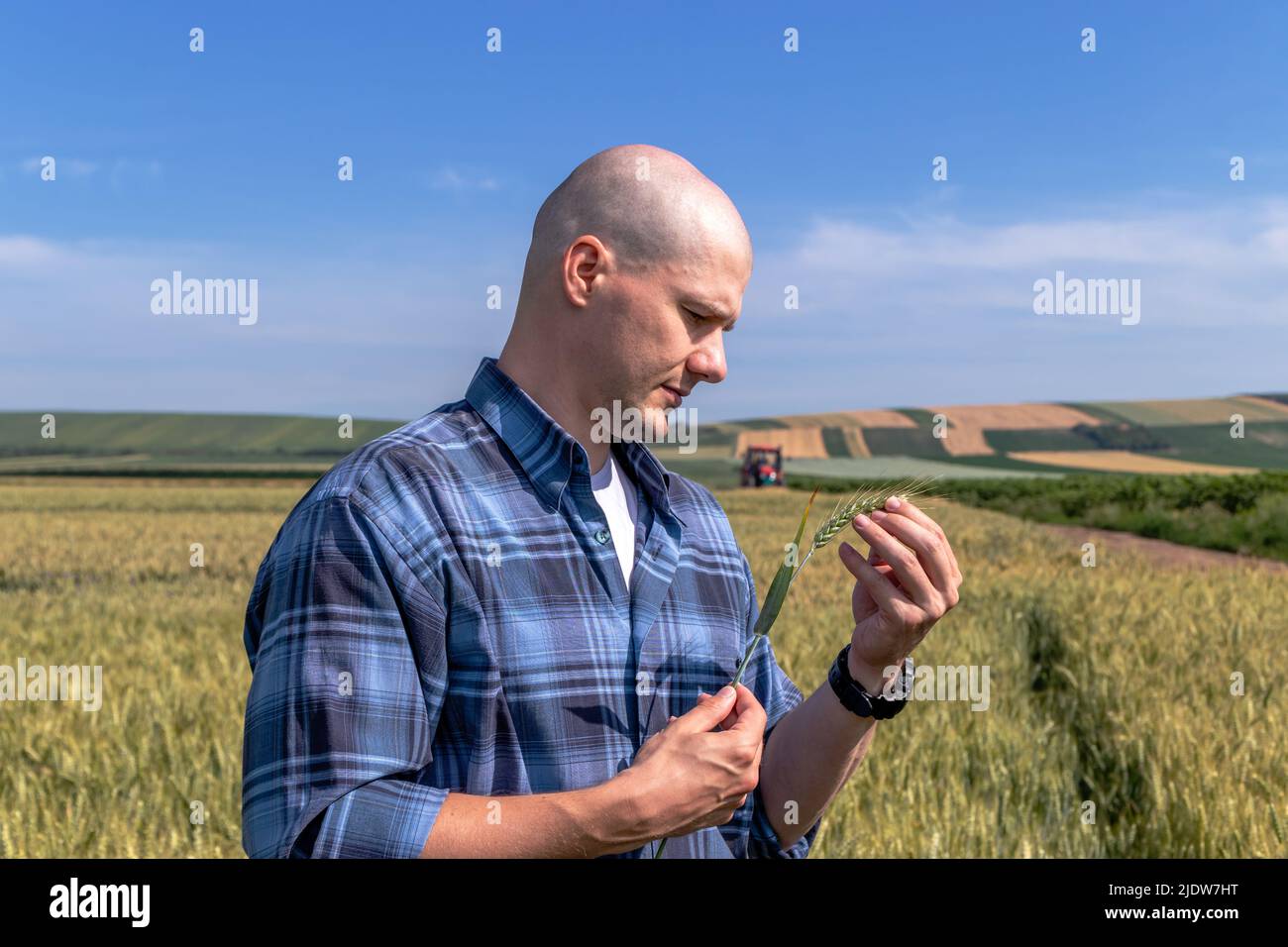 Farmer standing in the wheat field estimating the yield. Agronomist ...