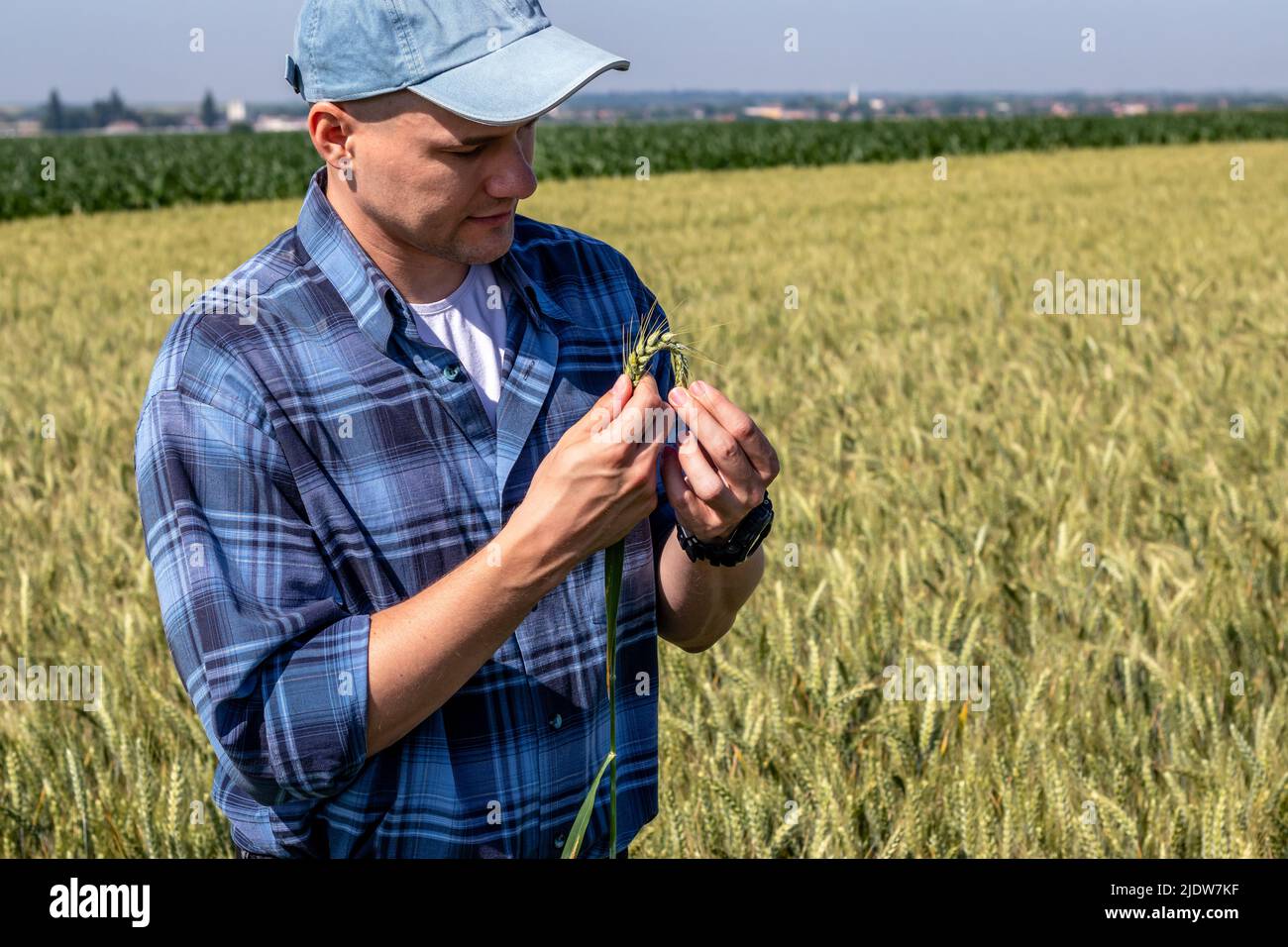 Farmer standing in the wheat field estimating the yield. Agronomist ...