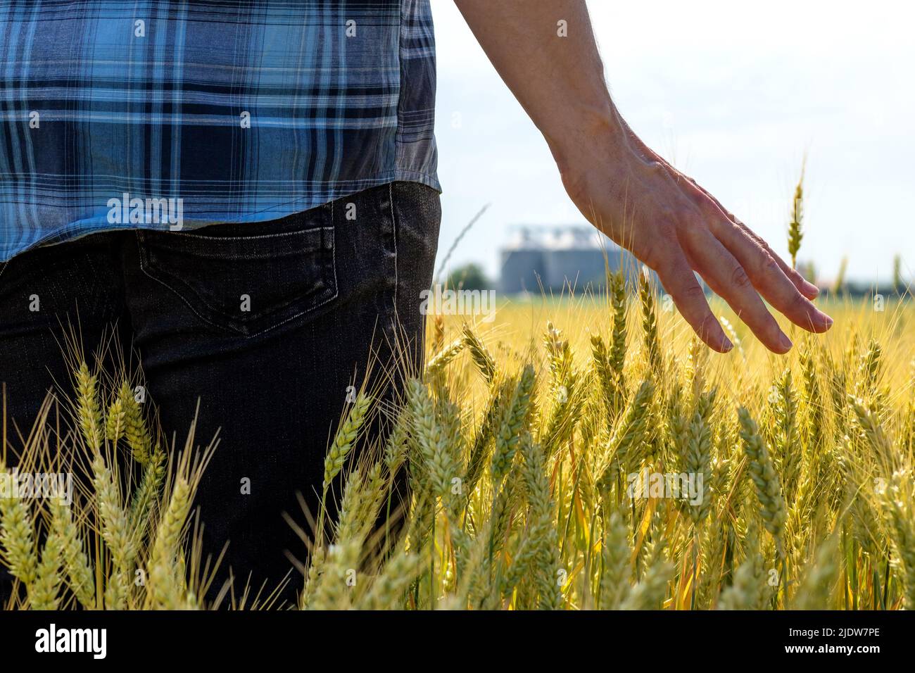 A farmer's hand touches the tops of wheat ears in early summer. Close ...