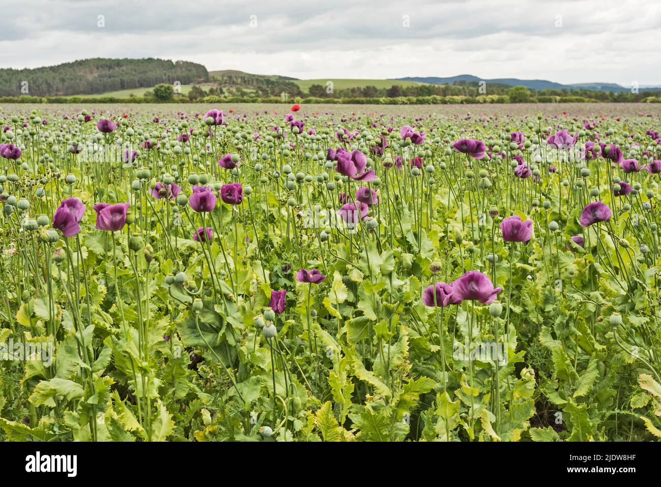 Purple poppy field Lindisfarne (Holy Island) Northumberland, England ...