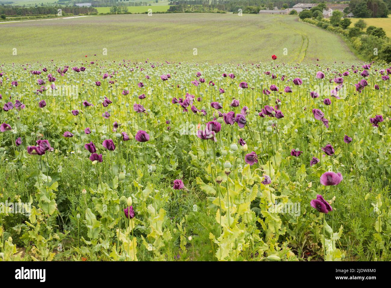 Purple poppy field Lindisfarne (Holy Island) Northumberland, England ...