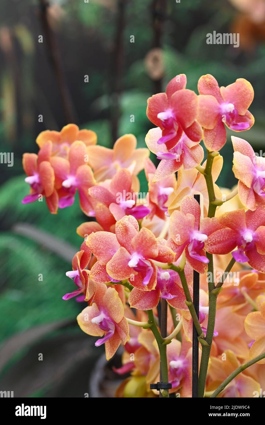 Beautiful flowers from the tropical japanese orchid Stock Photo - Alamy