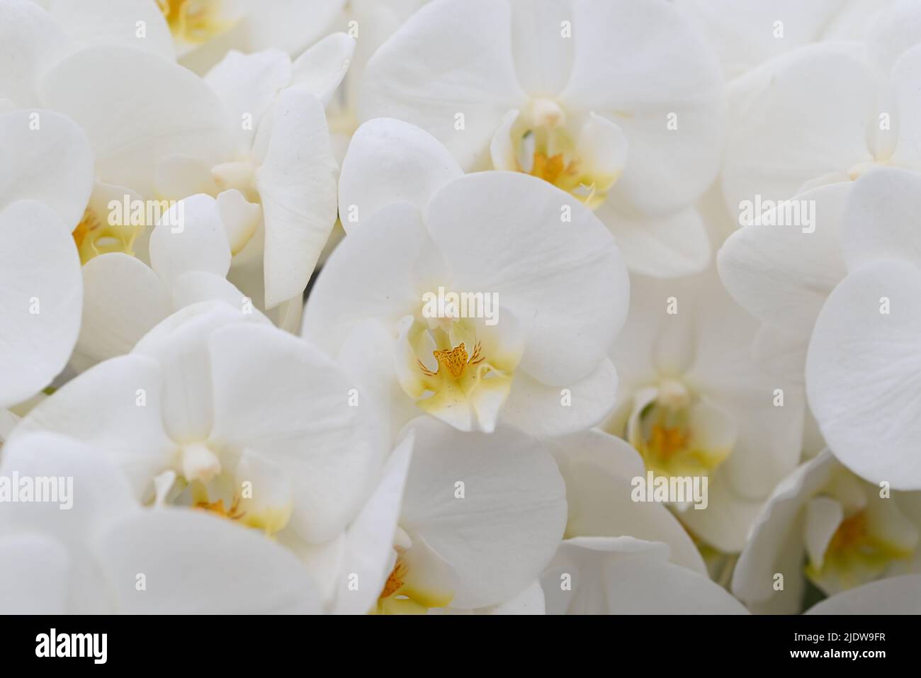 Beautiful flowers from the tropical japanese orchid Stock Photo - Alamy