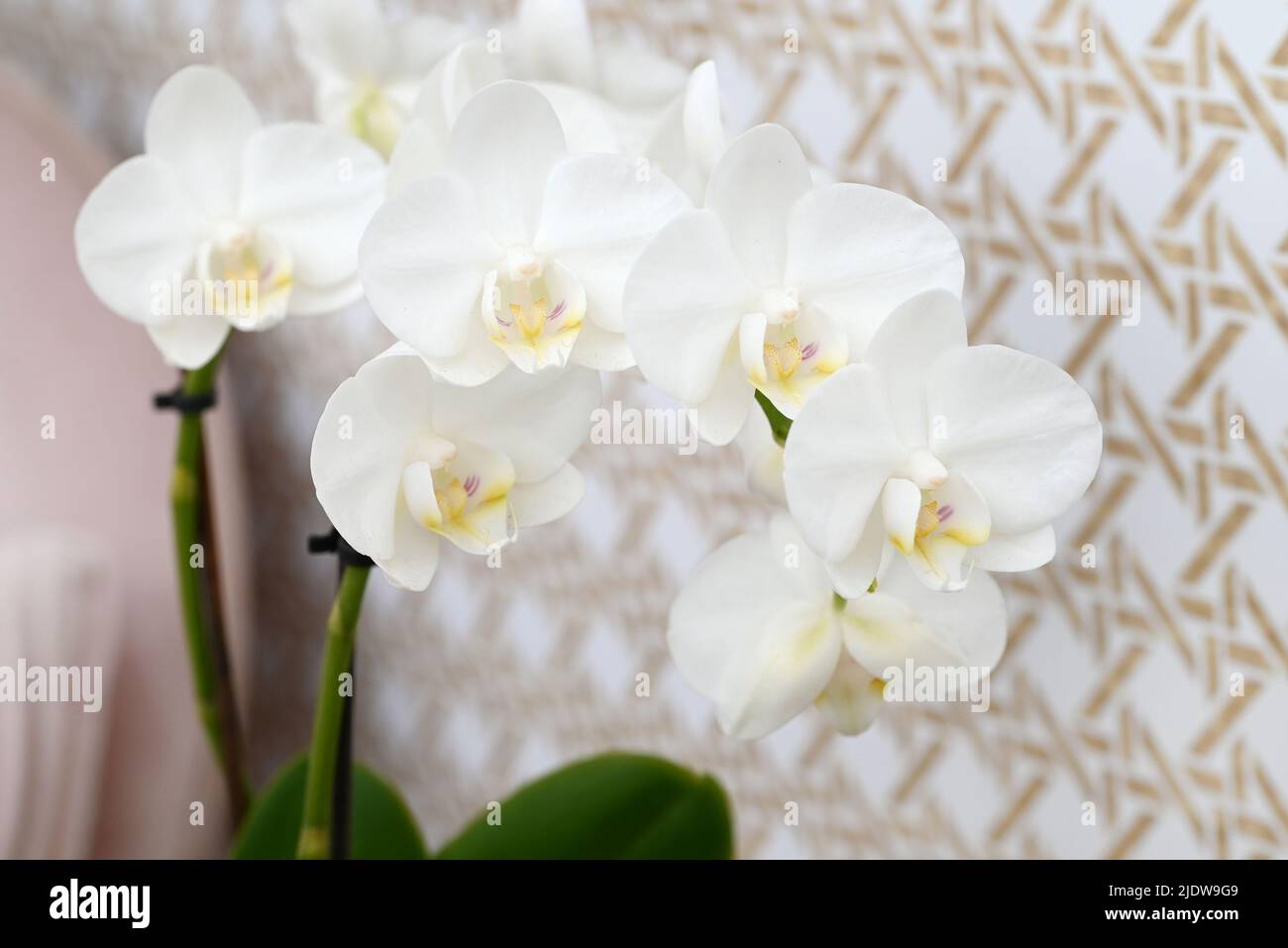 Beautiful flowers from the tropical japanese orchid Stock Photo - Alamy