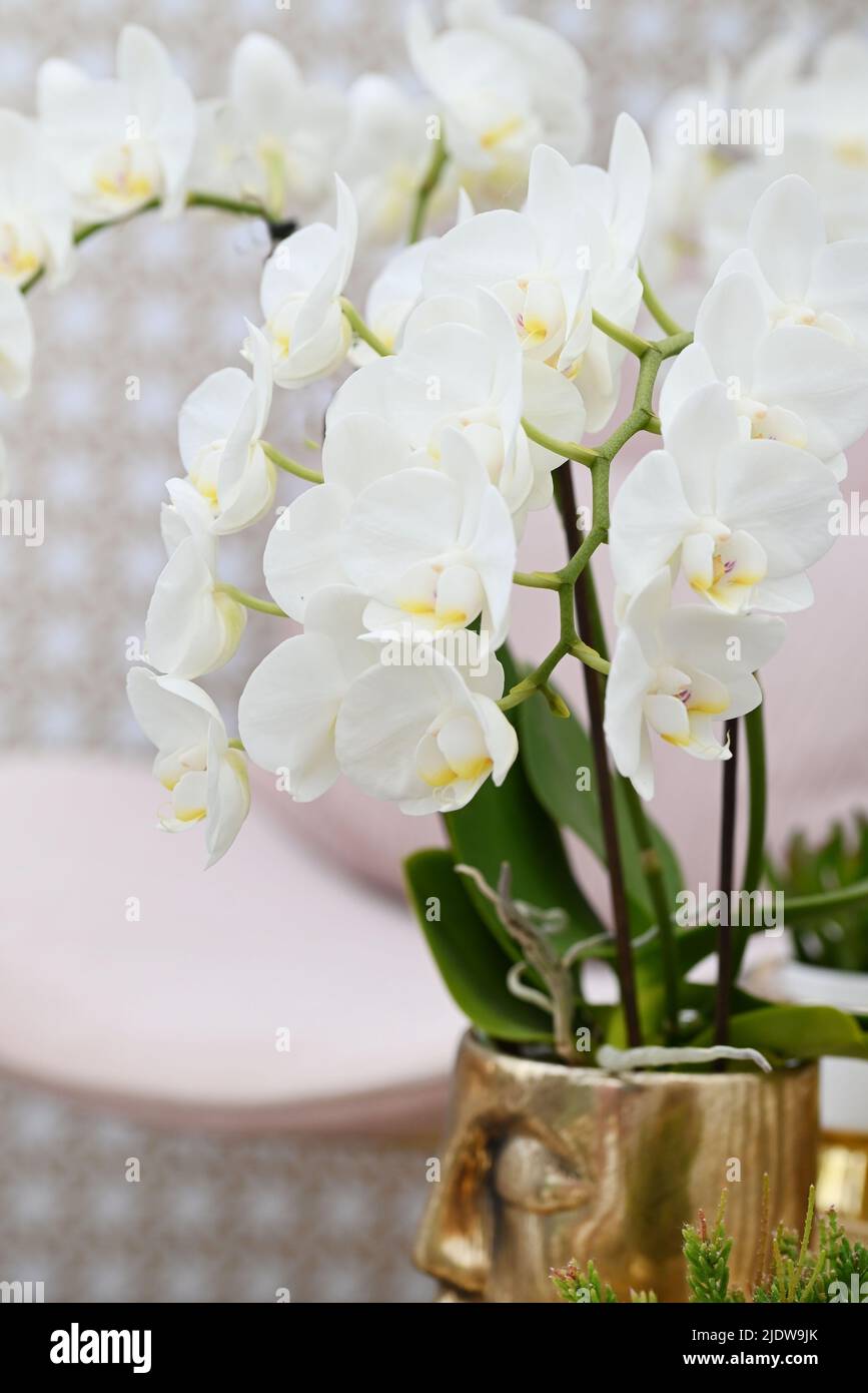 Beautiful flowers from the tropical japanese orchid Stock Photo - Alamy