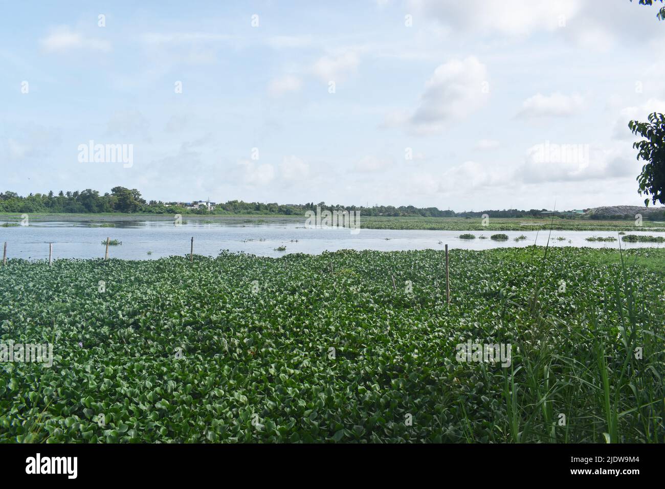 A view of the Bolgoda Lake. The Bolgoda Lake or Bolgoda River is a ...