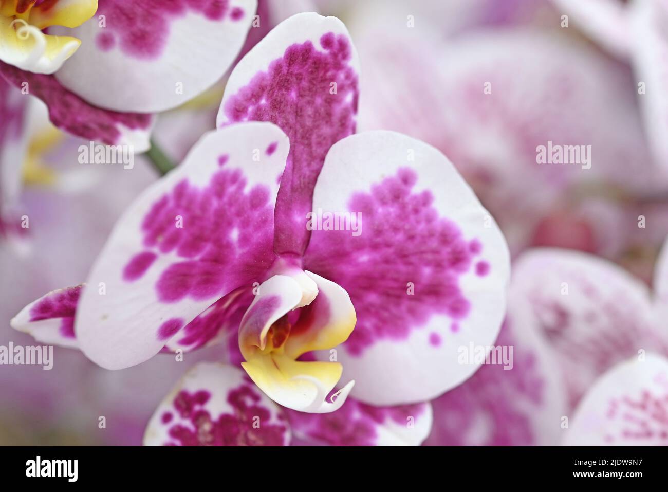 Beautiful flowers from the tropical japanese orchid Stock Photo - Alamy