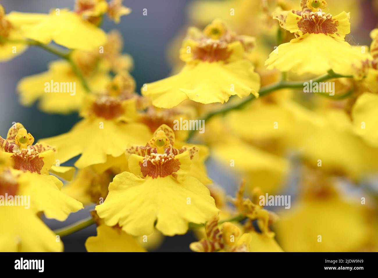 Beautiful flowers from the tropical japanese orchid Stock Photo - Alamy