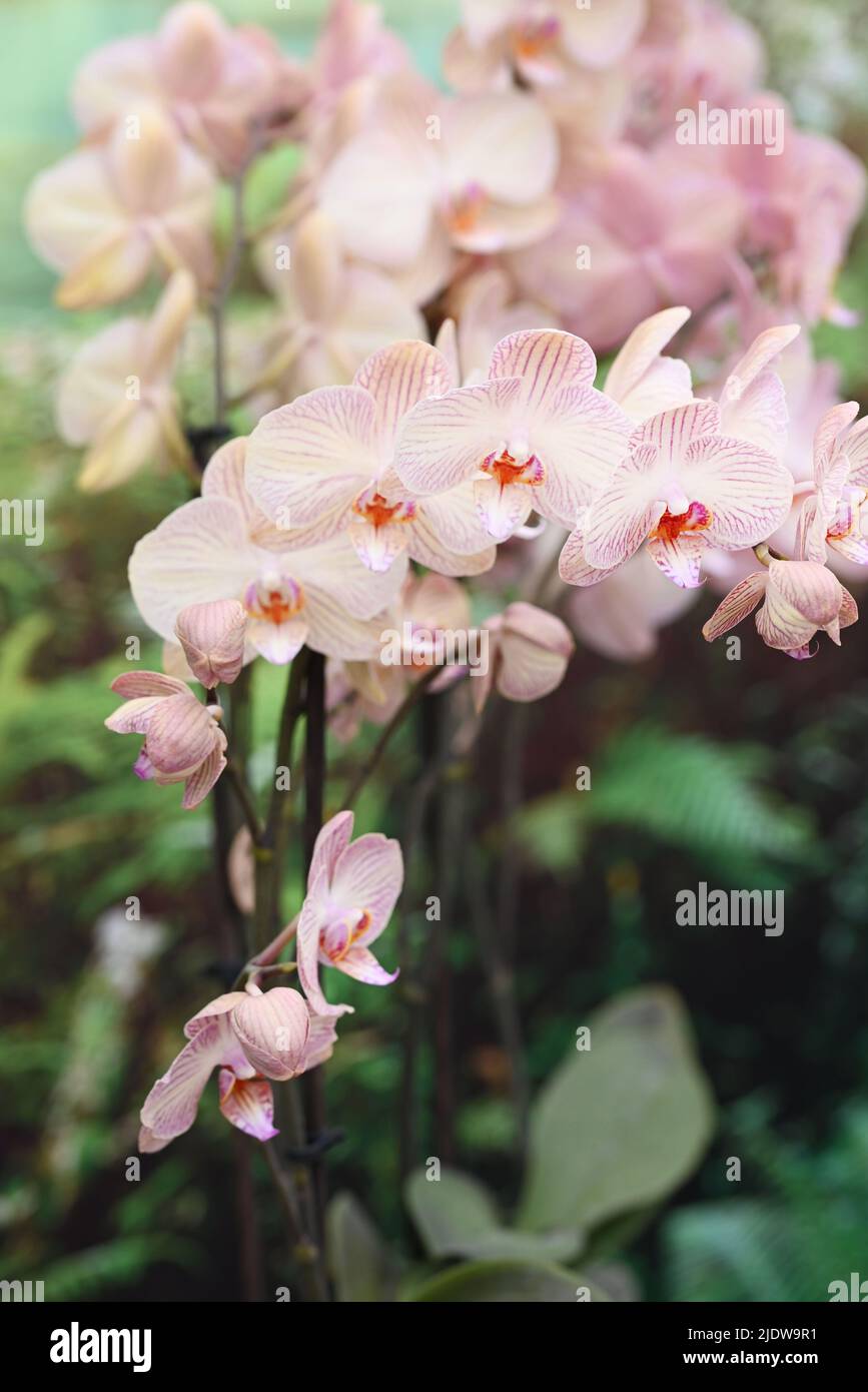 Beautiful flowers from the tropical japanese orchid Stock Photo - Alamy