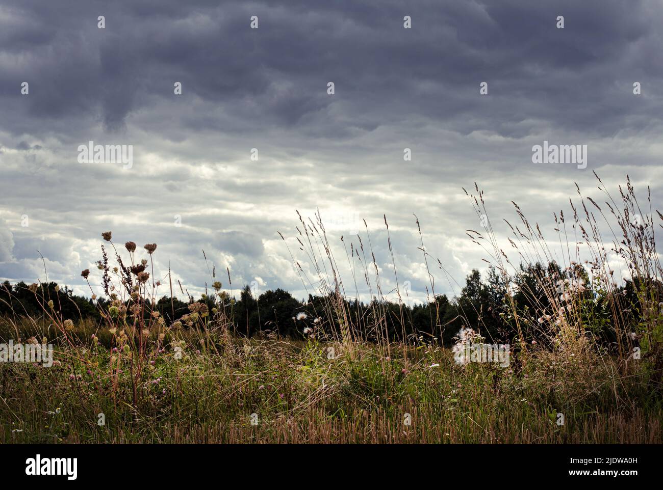 Storm rolling in over a farm field with tall grass Stock Photo - Alamy