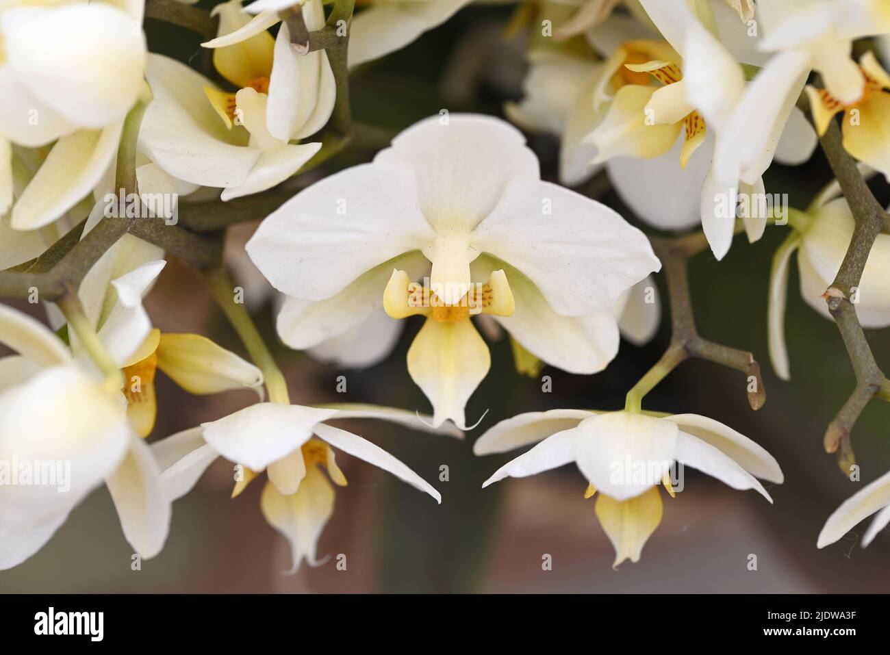 Beautiful flowers from the tropical japanese orchid Stock Photo - Alamy