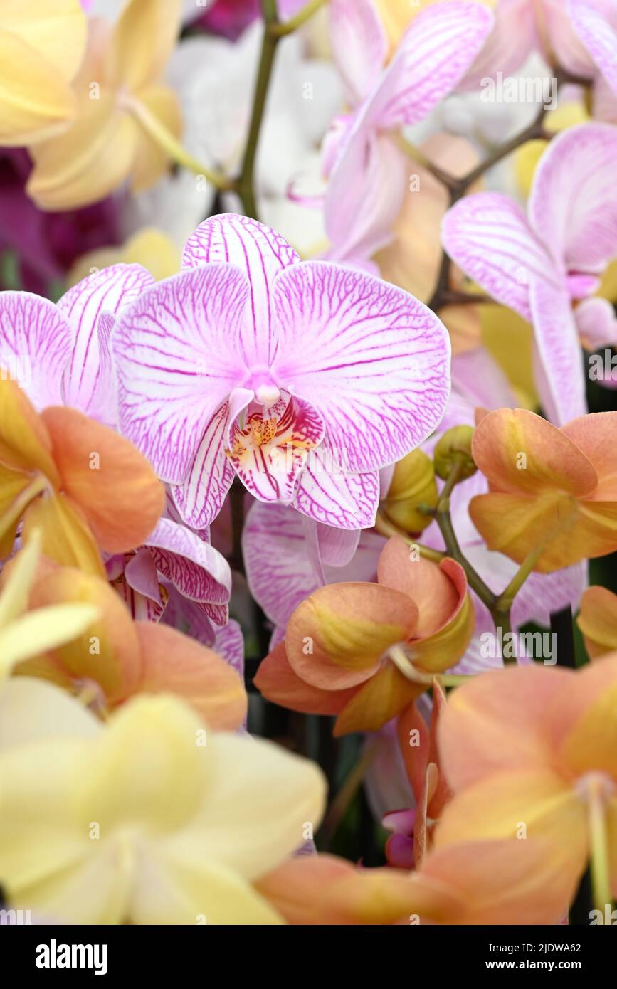 Beautiful flowers from the tropical japanese orchid Stock Photo - Alamy