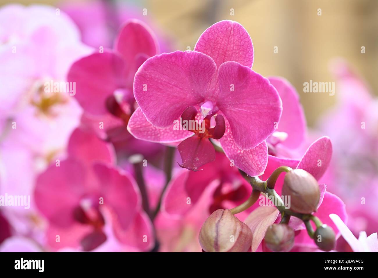 Beautiful flowers from the tropical japanese orchid Stock Photo - Alamy