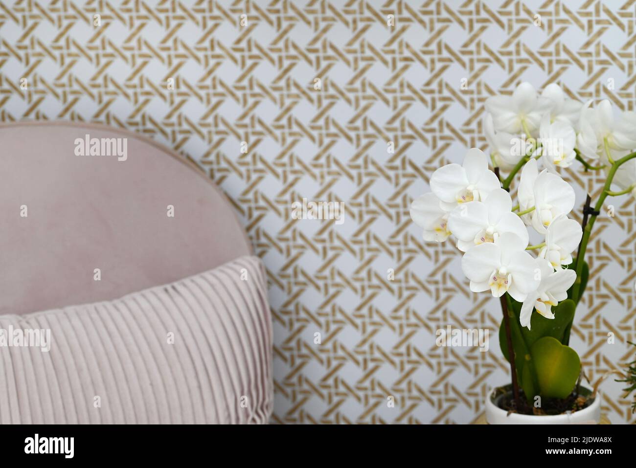 Japanese orchid bloom hi-res stock photography and images - Alamy