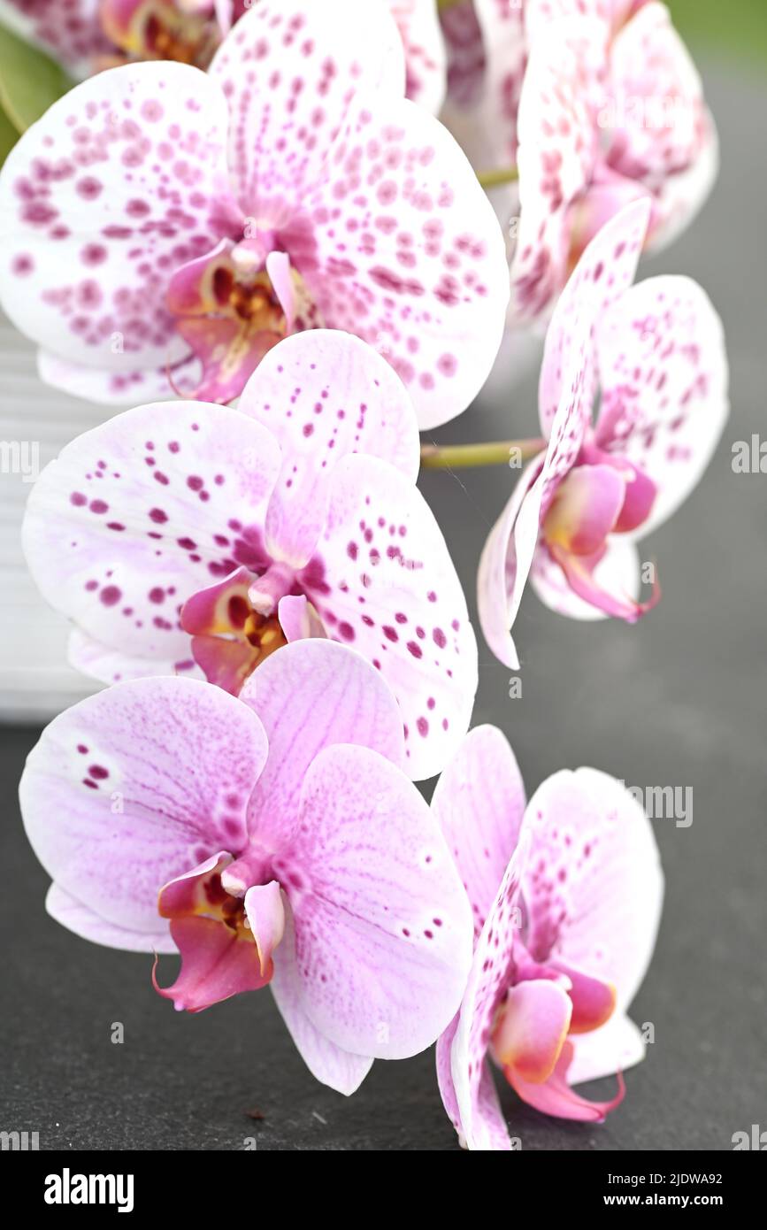 Beautiful flowers from the tropical japanese orchid Stock Photo - Alamy