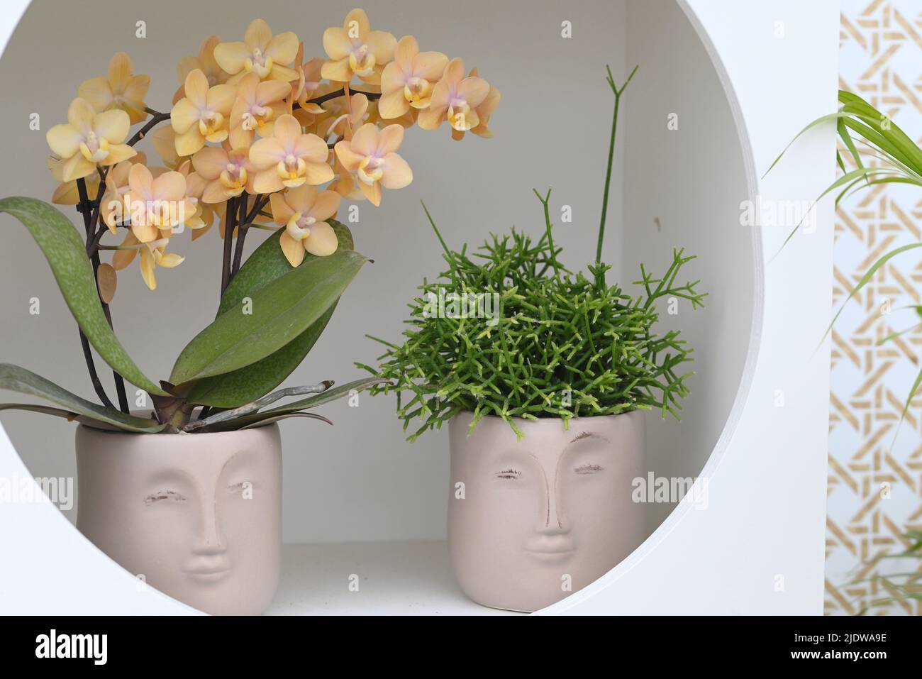 Beautiful flowers from the tropical japanese orchid Stock Photo - Alamy