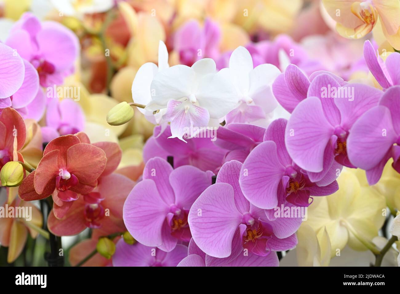Beautiful flowers from the tropical japanese orchid Stock Photo - Alamy