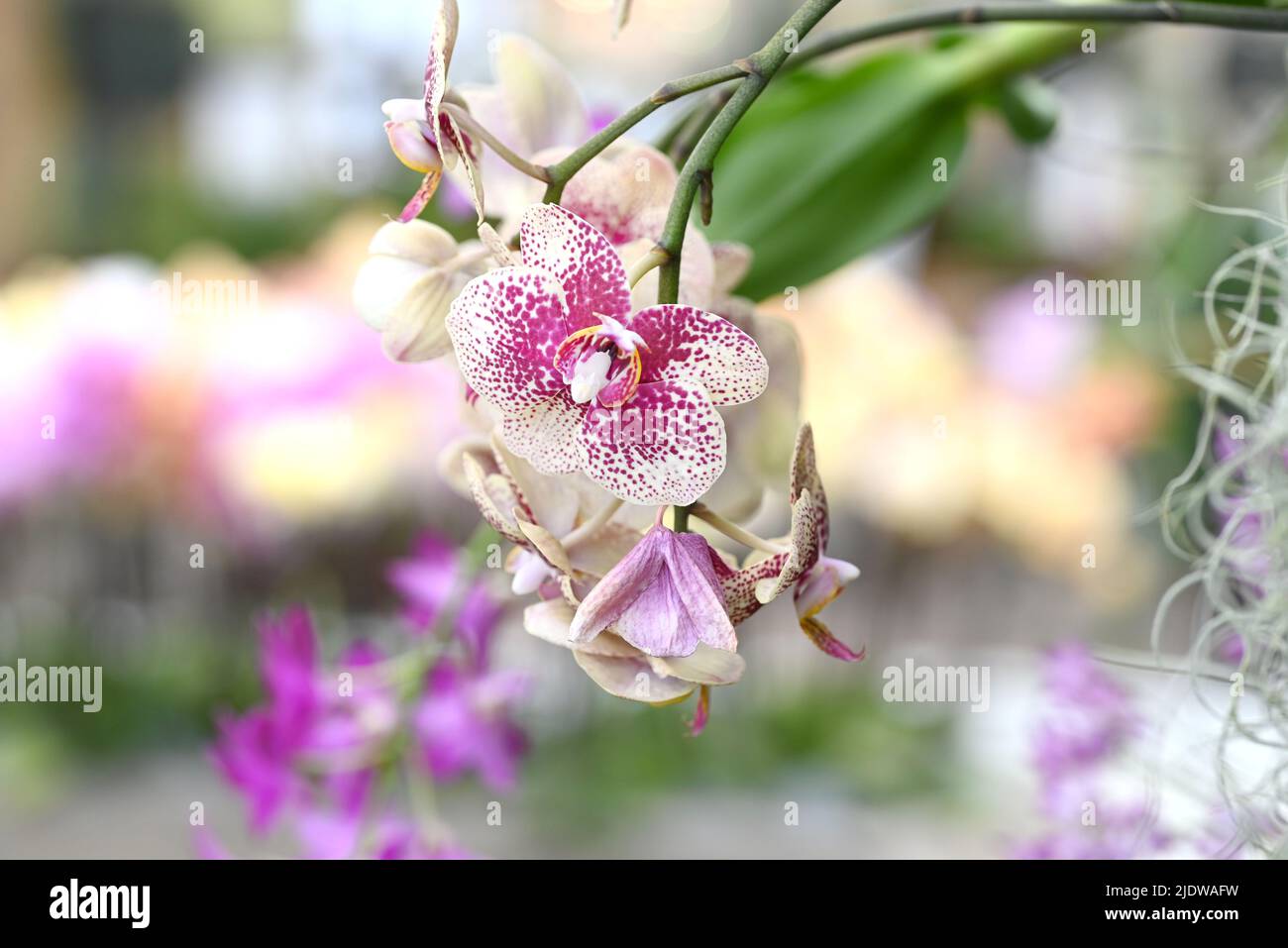 Beautiful flowers from the tropical japanese orchid Stock Photo - Alamy
