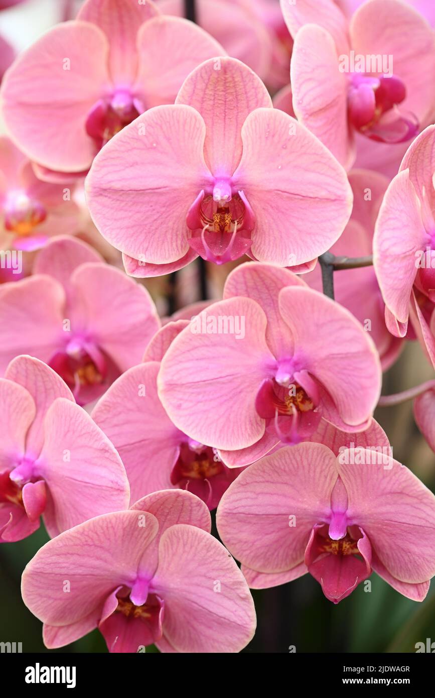 Beautiful flowers from the tropical japanese orchid Stock Photo - Alamy