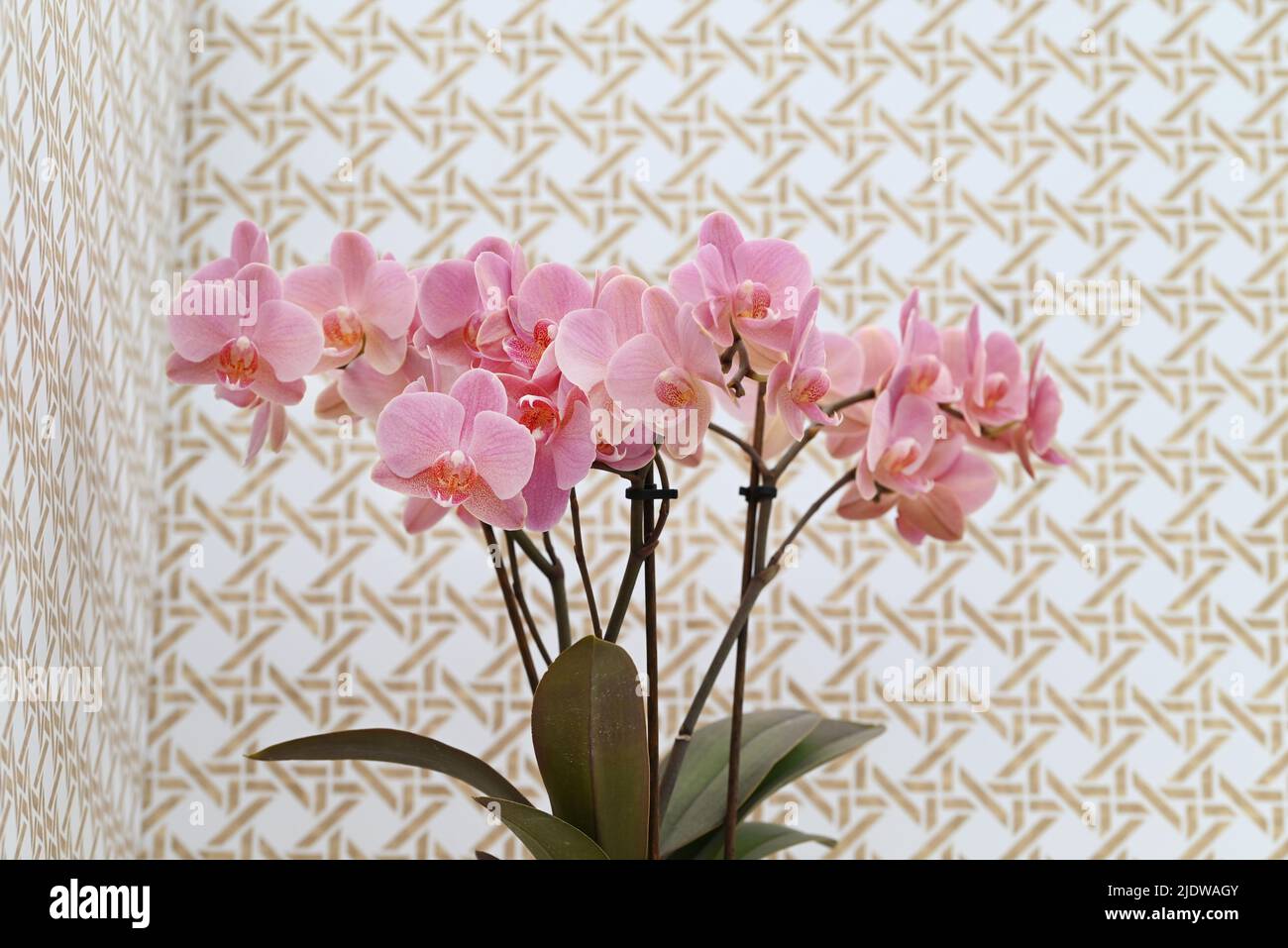 Beautiful flowers from the tropical japanese orchid Stock Photo - Alamy