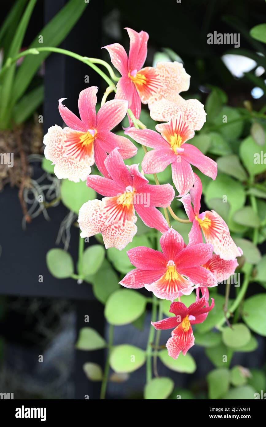 Beautiful flowers from the tropical japanese orchid Stock Photo - Alamy