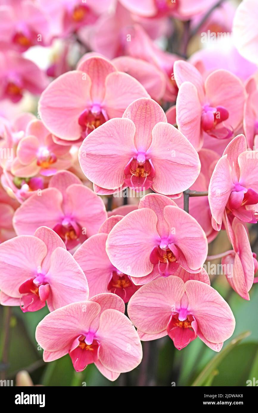 Beautiful flowers from the tropical japanese orchid Stock Photo - Alamy