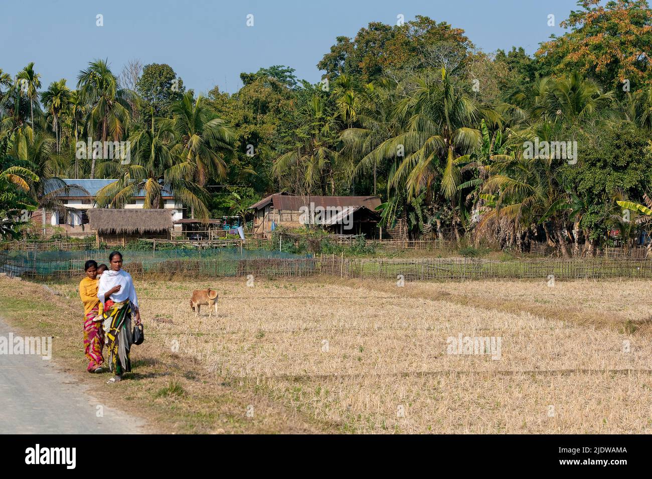 Local farm and fields in Assam, north-east India Stock Photo - Alamy