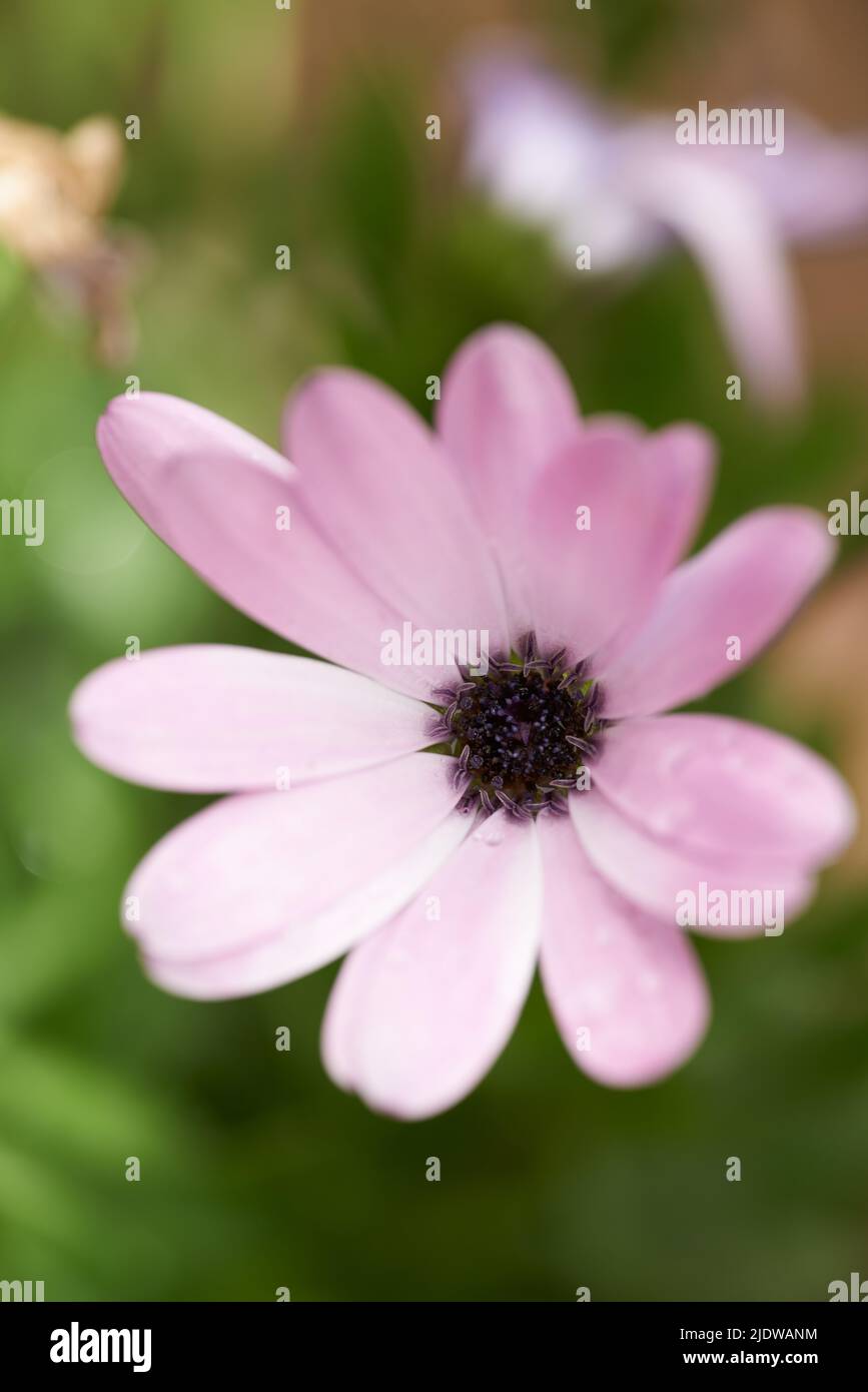 Closeup of a single pink daisy flower against a blurred green ...