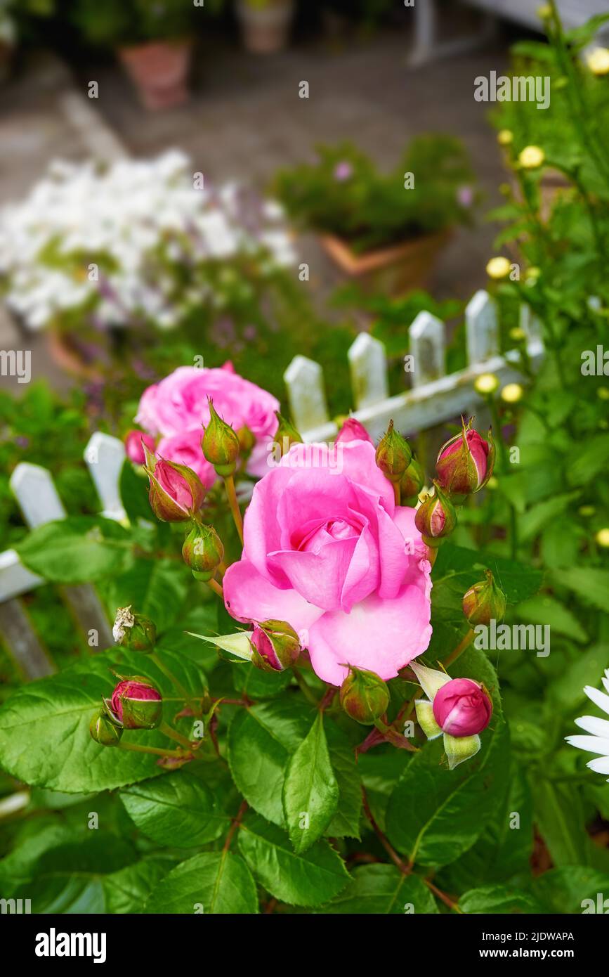 Beautiful pink rose budding on a tree in a backyard garden. Closeup of ...