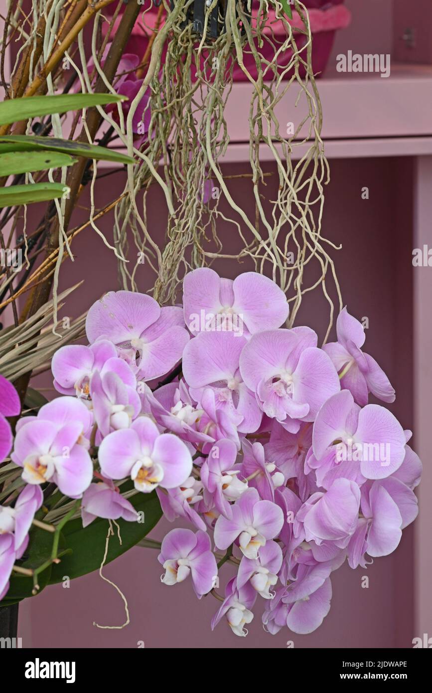 Beautiful flowers from the tropical japanese orchid Stock Photo - Alamy