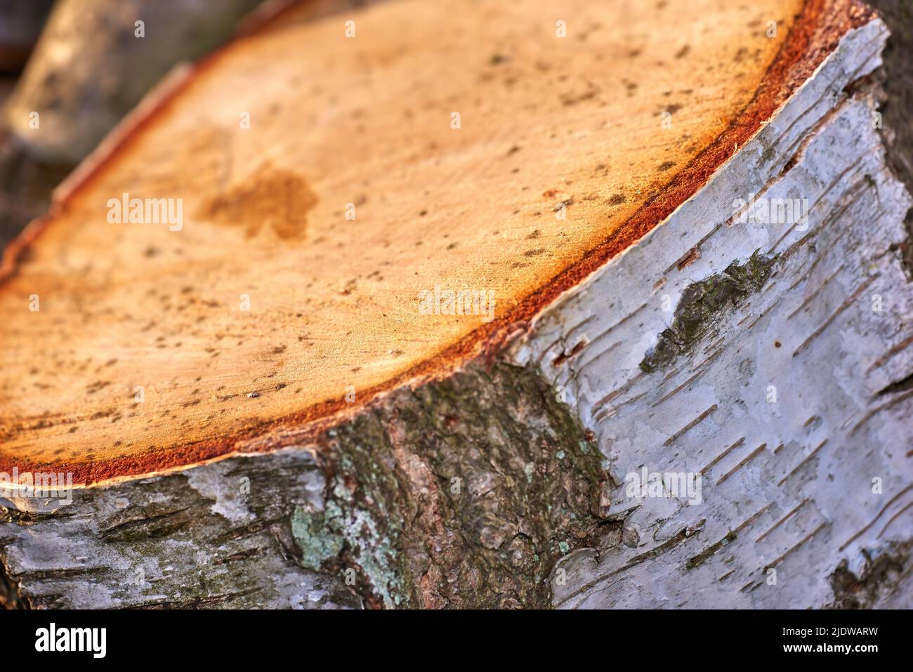 Chopped tree log from the forest. Closeup of brown wooden texture ...